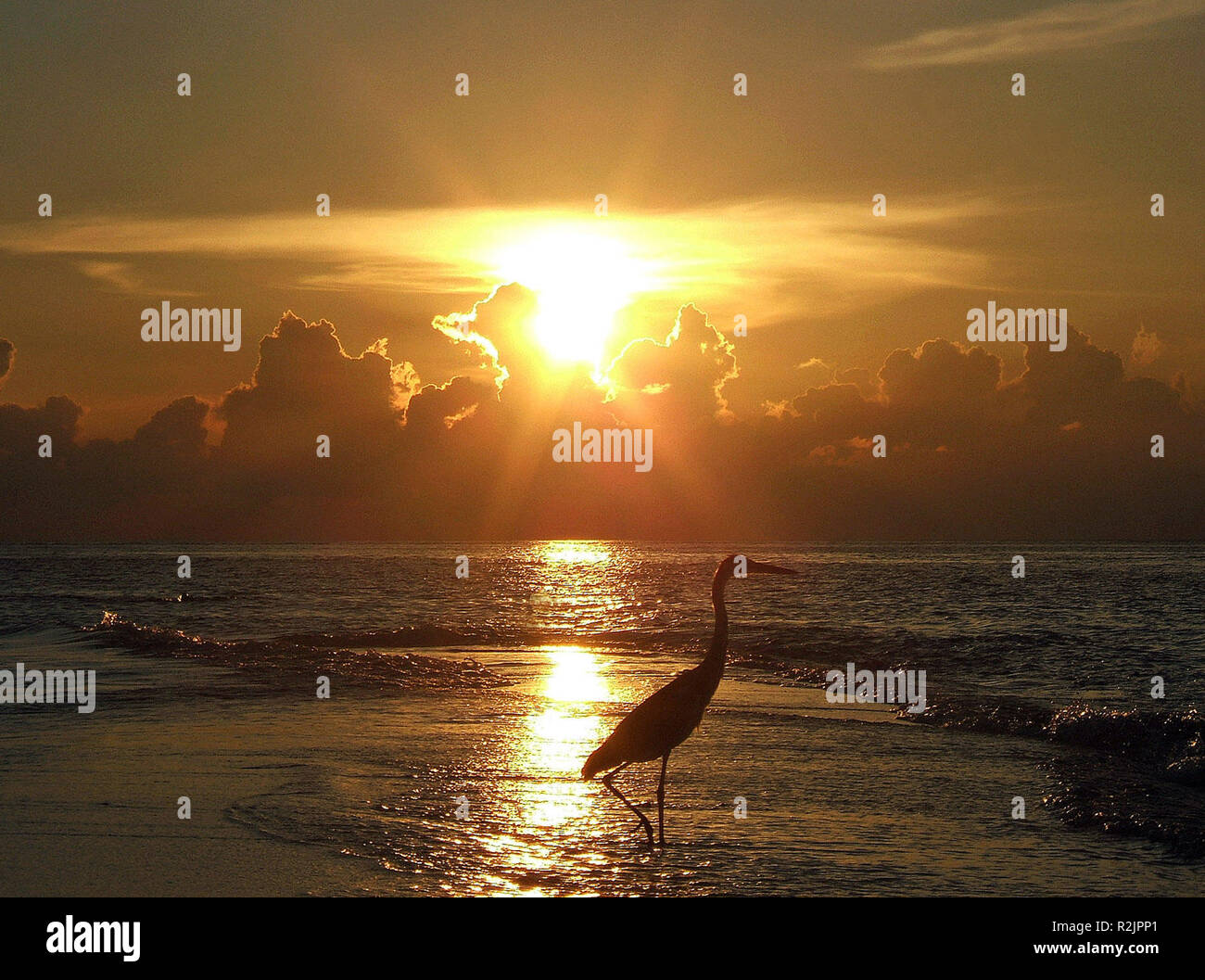 Herons sunset hi-res stock photography and images - Alamy