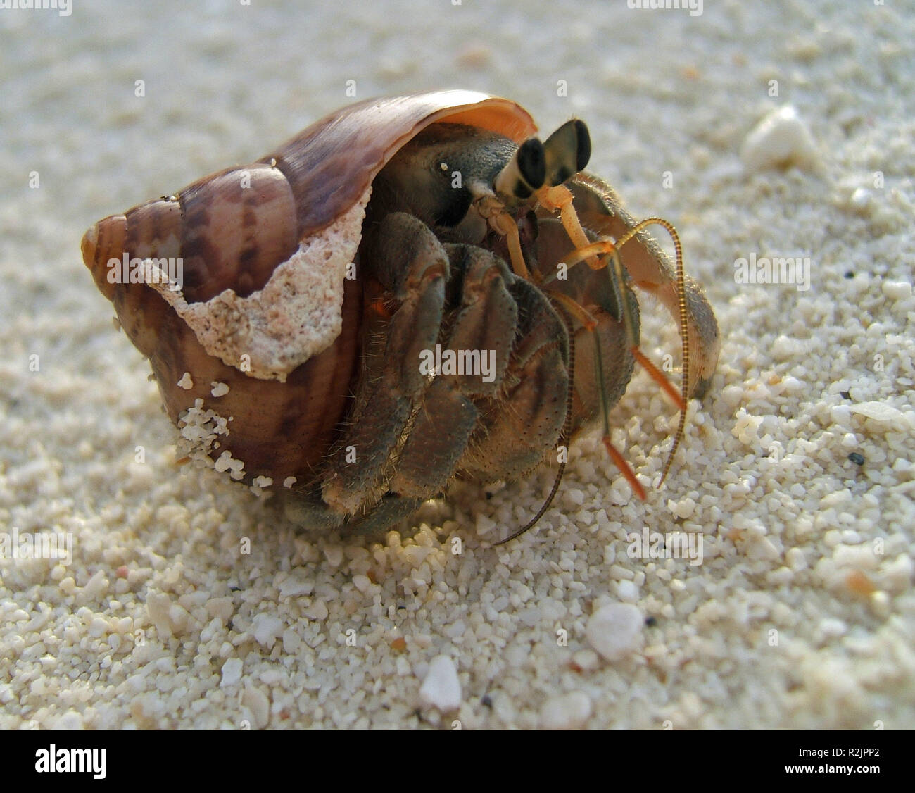 Crawling animals hi-res stock photography and images - Alamy