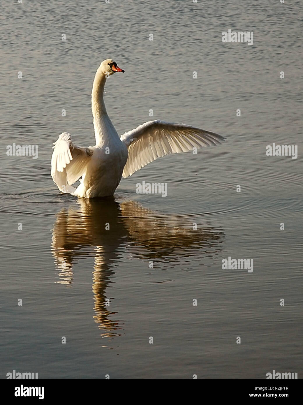 Uprightly hi-res stock photography and images - Alamy