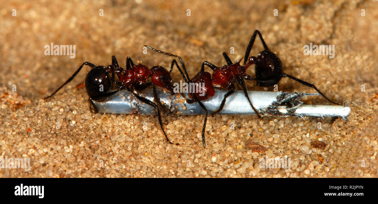 Ant carry weight hi-res stock photography and images - Alamy