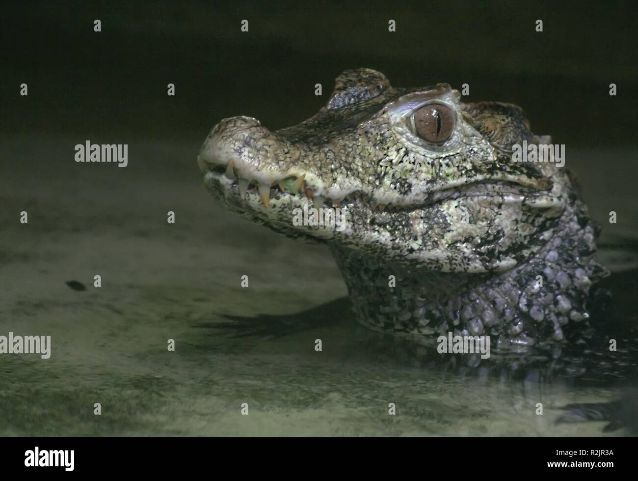 Schnappi High Resolution Stock Photography and Images - Alamy