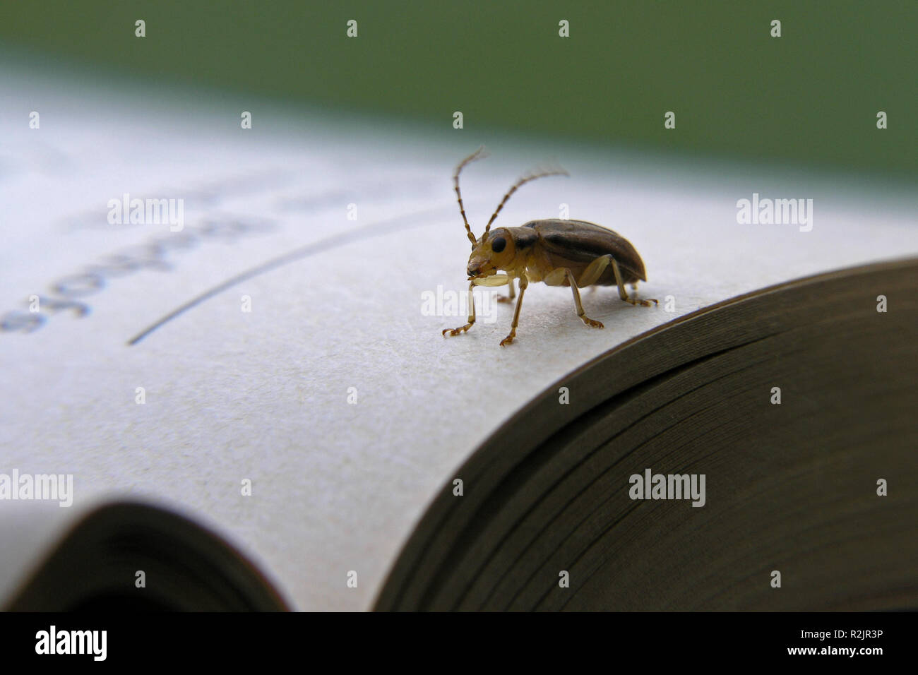 the books beetle Stock Photo - Alamy
