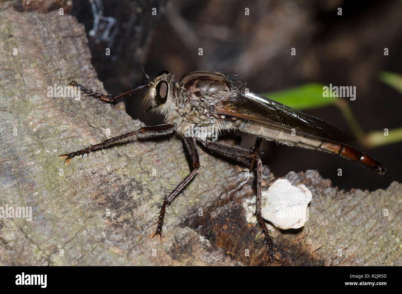 Robber Fly, Proctacanthus sp., female Stock Photo - Alamy