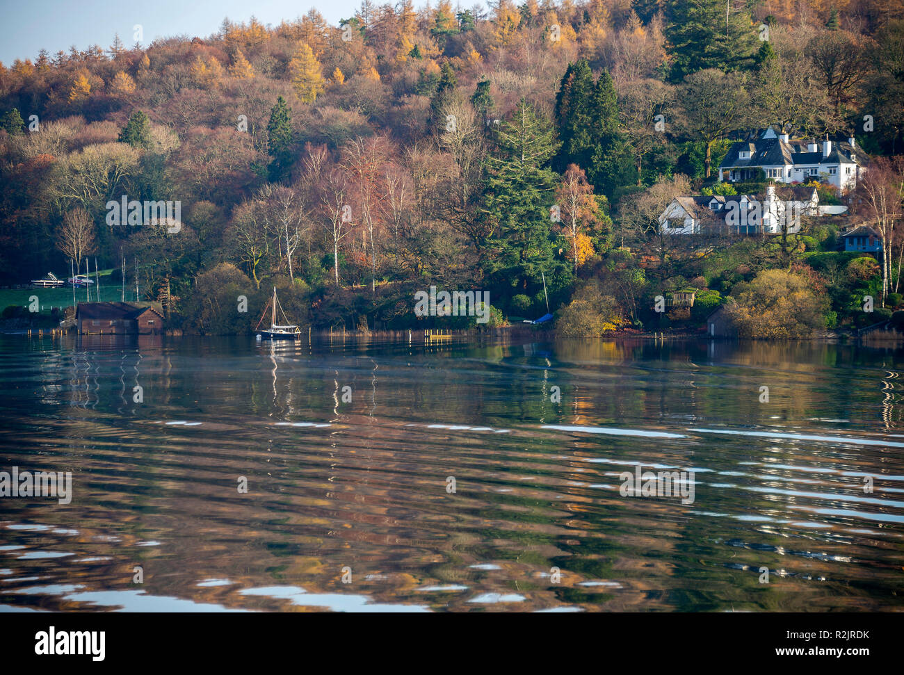 Beautiful Autumn Colours in Woodland on the Banks of Lake Windermere ...