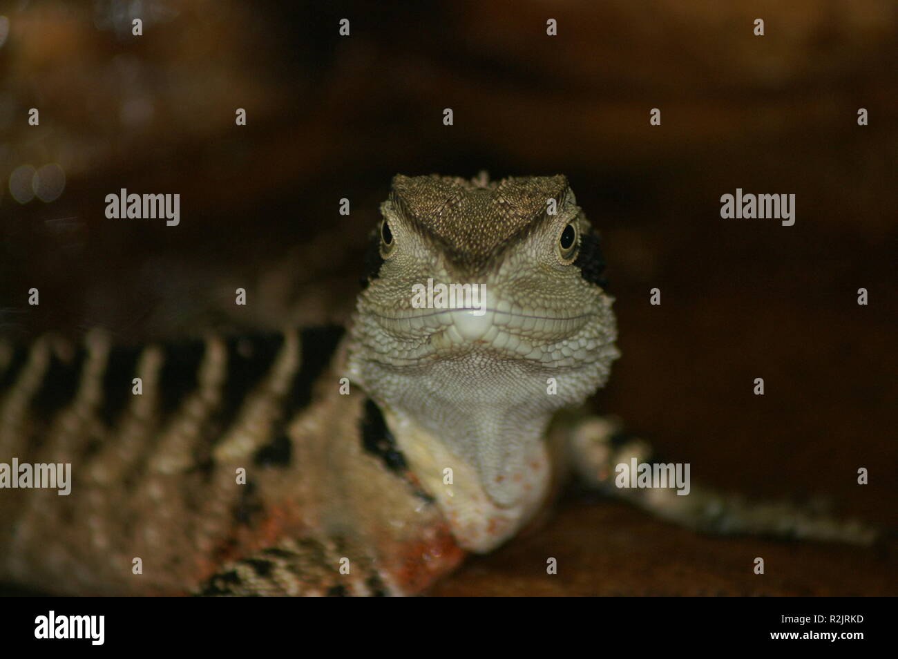 Lizard observation hi-res stock photography and images - Alamy