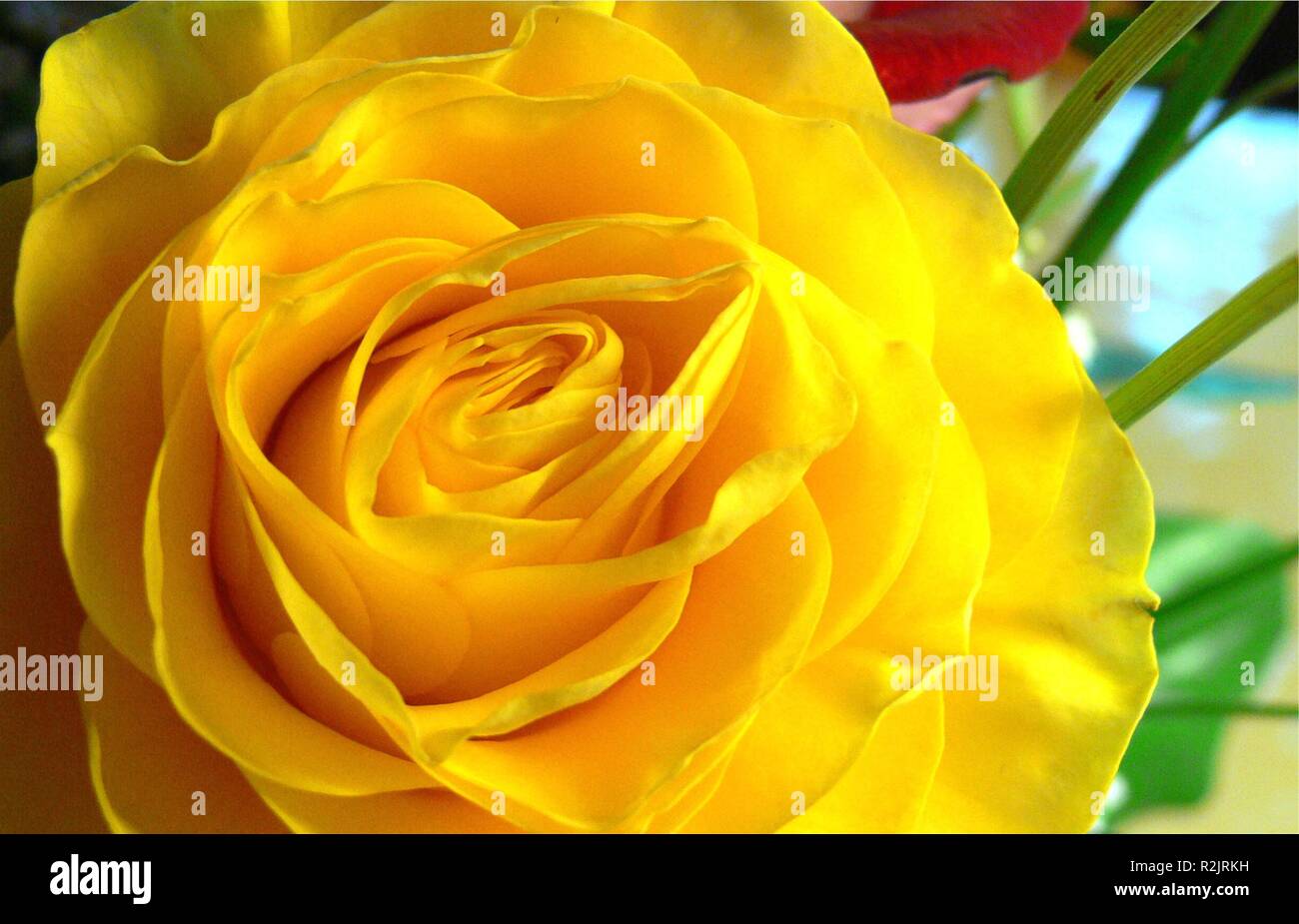 Botany roses hi-res stock photography and images - Alamy
