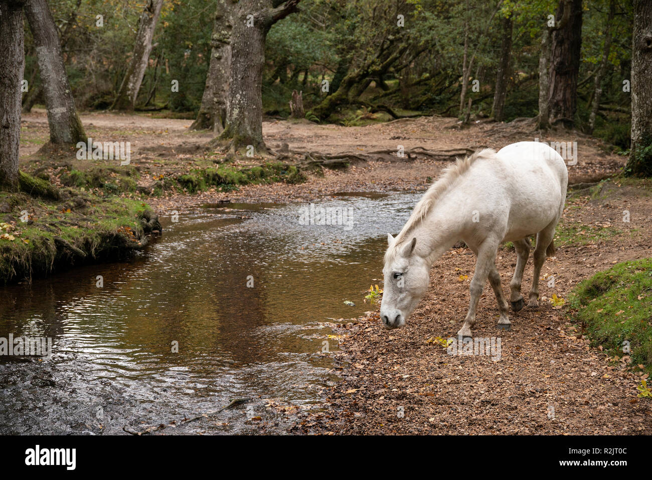 Beautiful New Forest pony in Autumn woodland landscape with vibrant ...