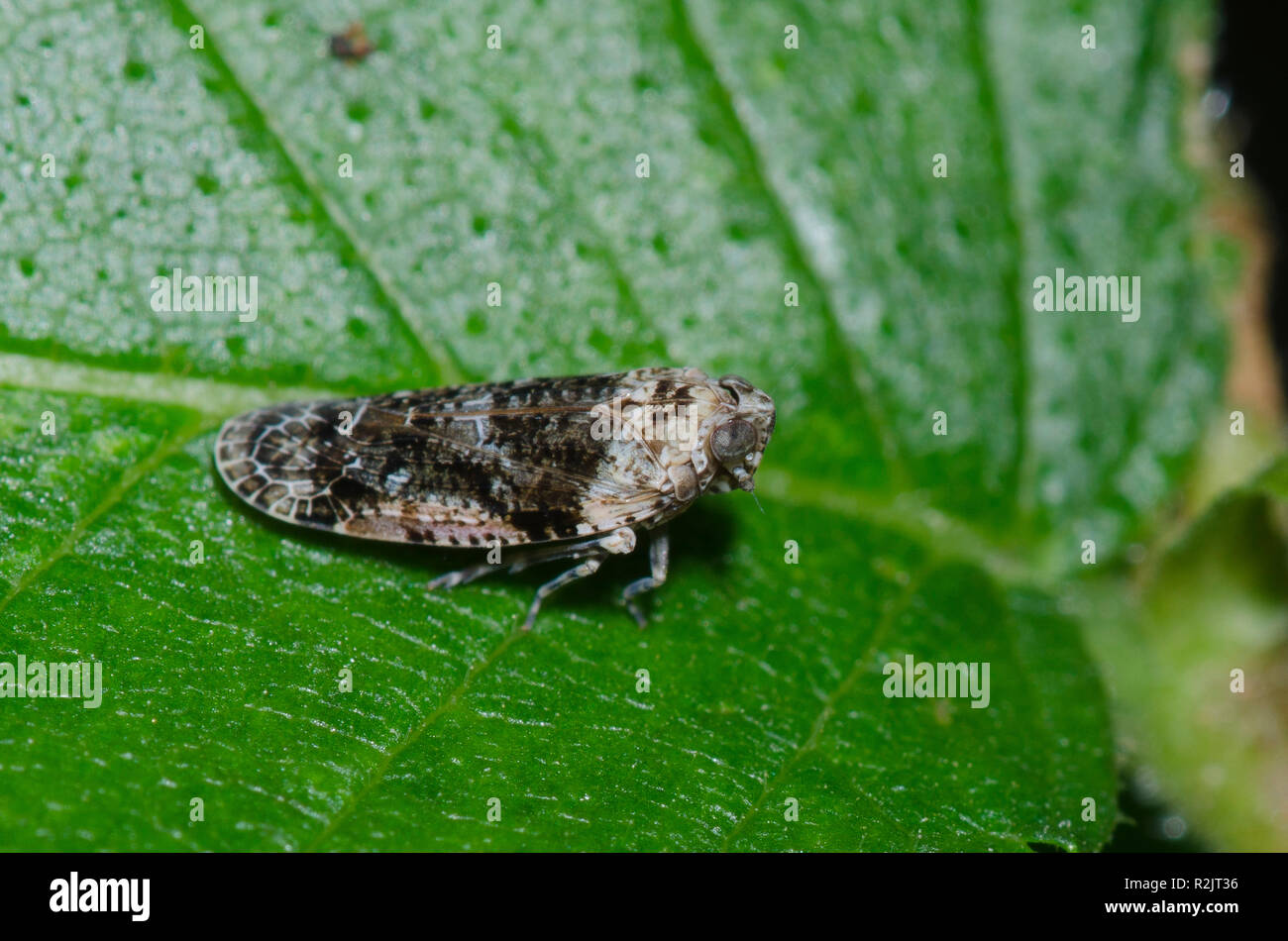 Planthopper usa hi-res stock photography and images - Alamy