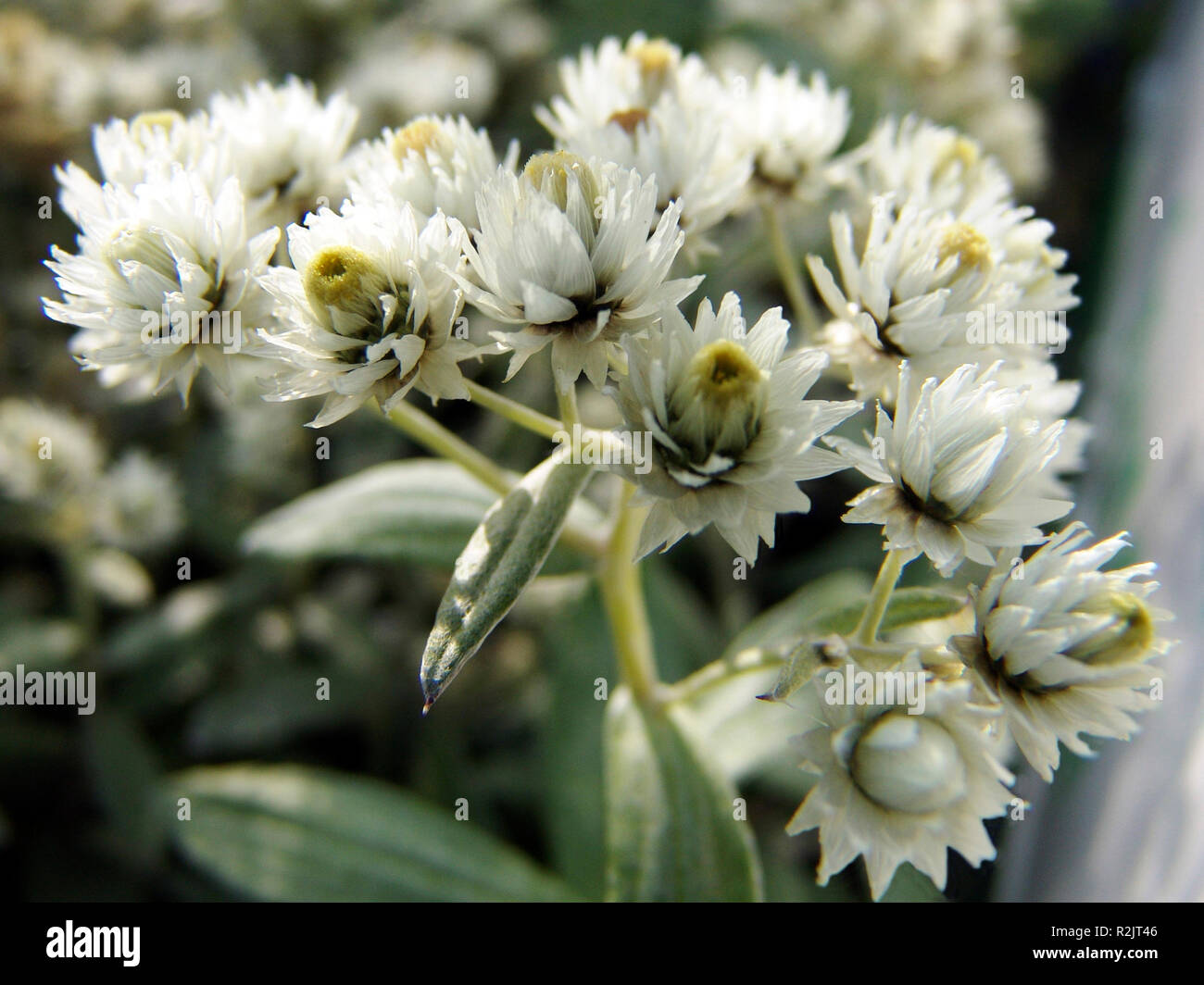Anaphalis summer snow hi-res stock photography and images - Alamy