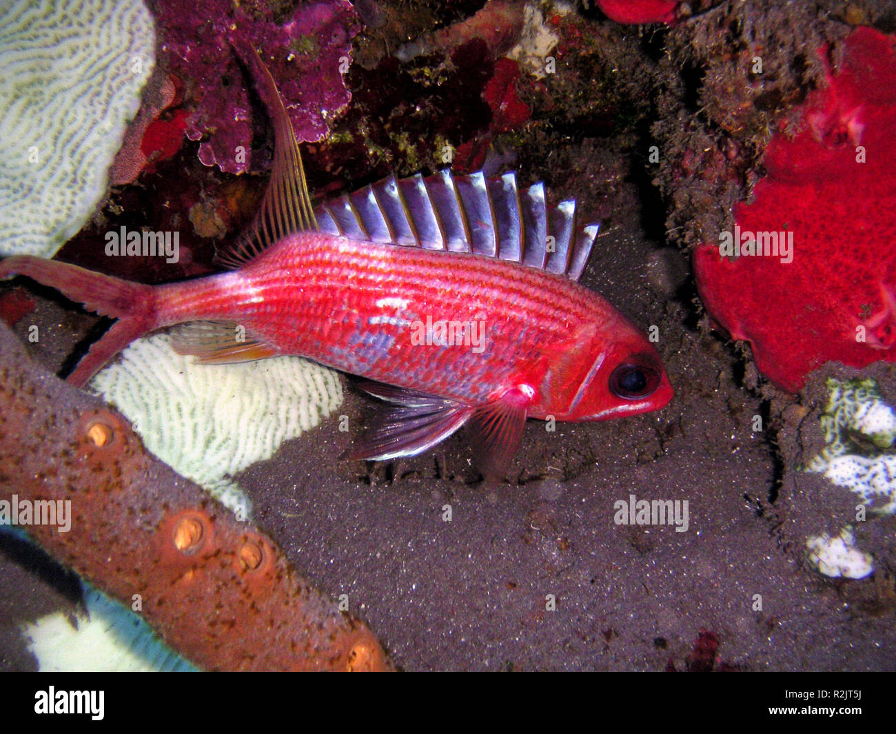 Husarenfisch hi-res stock photography and images - Alamy