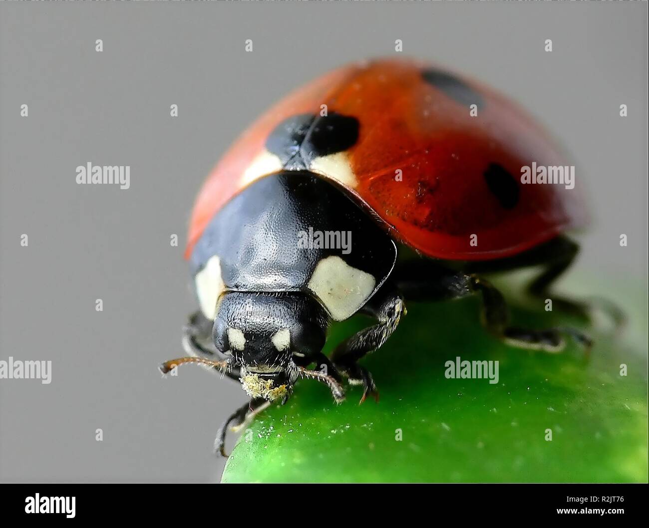 Ladybird eyes hi-res stock photography and images - Alamy