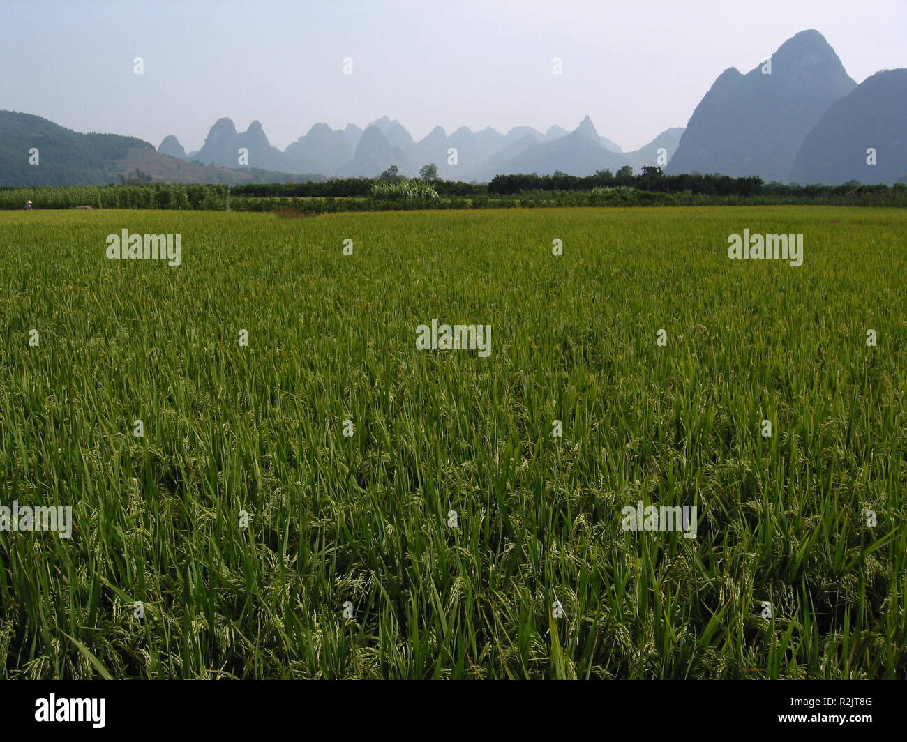 rice field in south china Stock Photo - Alamy