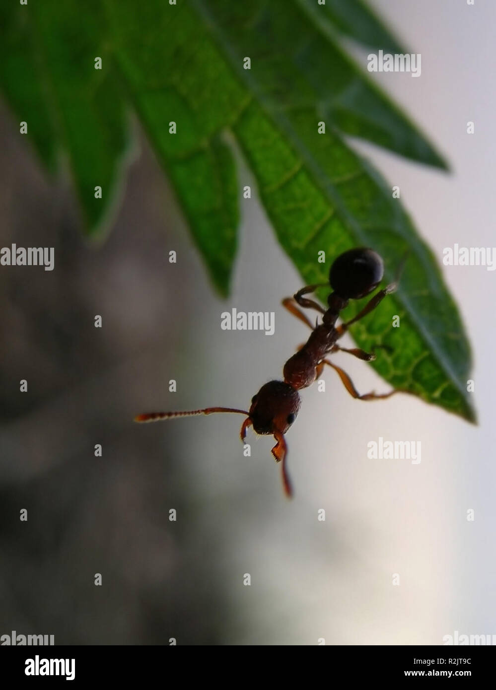 Pride before the fall hi-res stock photography and images - Alamy