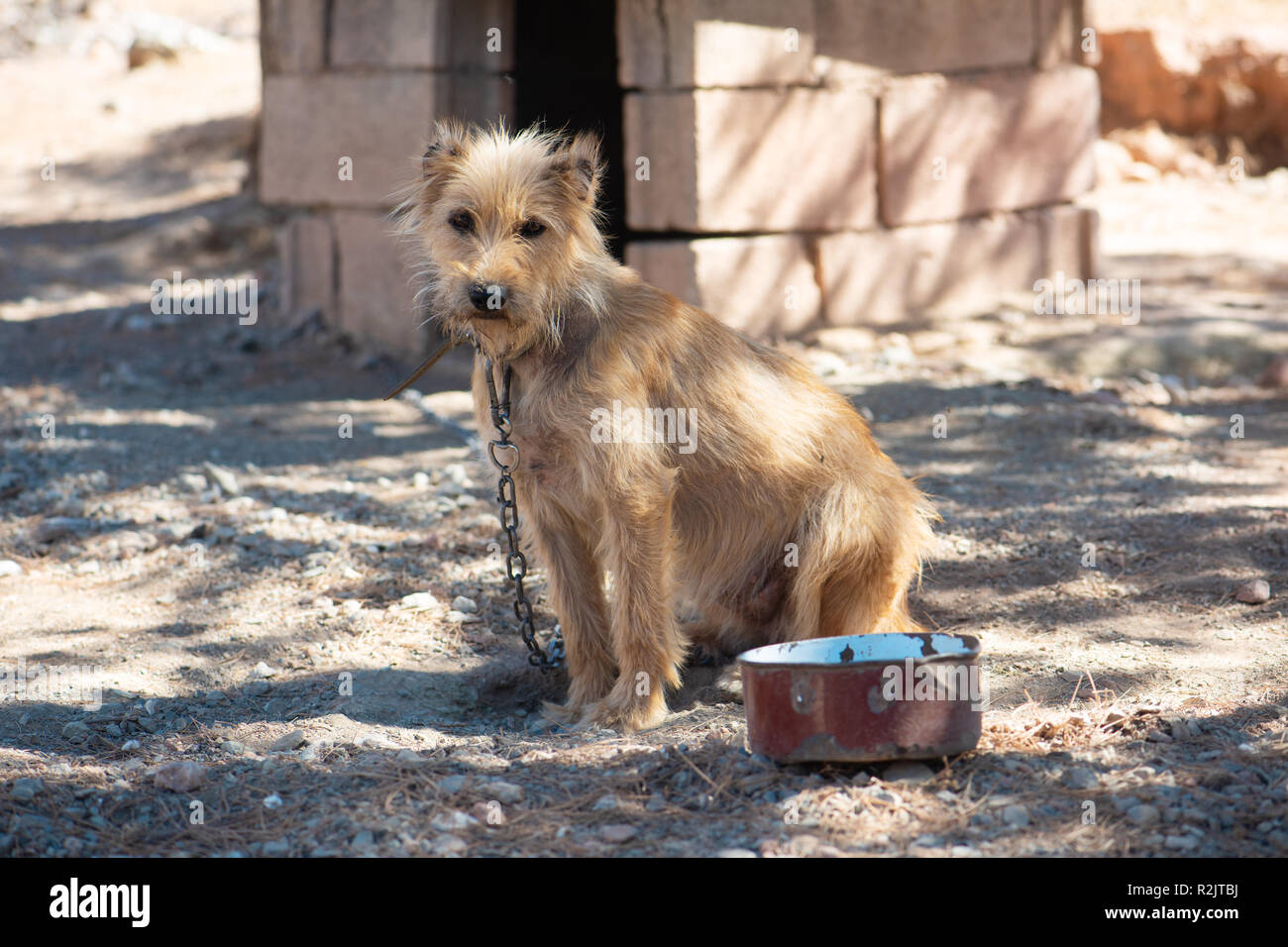 Cute sad dog on a chain is looking at the camera Stock Photo - Alamy