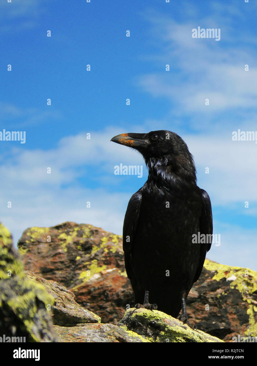 Odin raven hi-res stock photography and images - Alamy