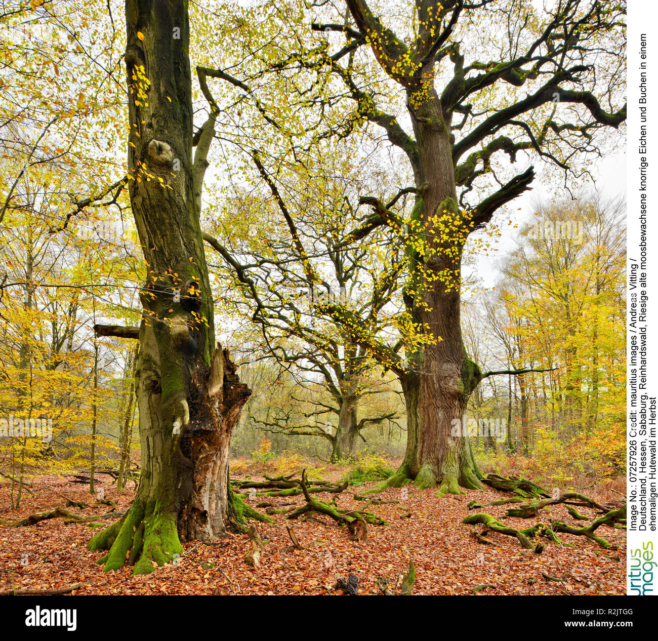 Large gnarled trees hi-res stock photography and images - Alamy