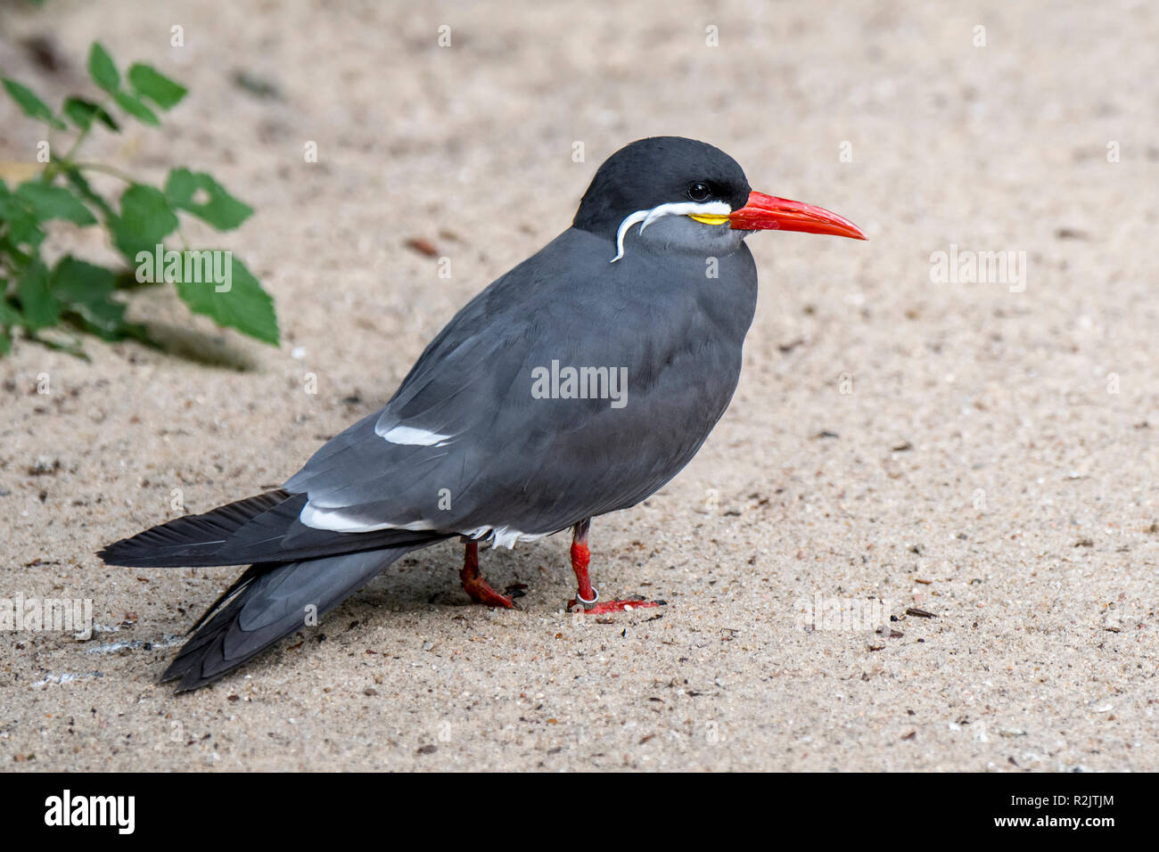 Inca tern (Larosterna inca) on the beach, native to Chile, Colombia ...