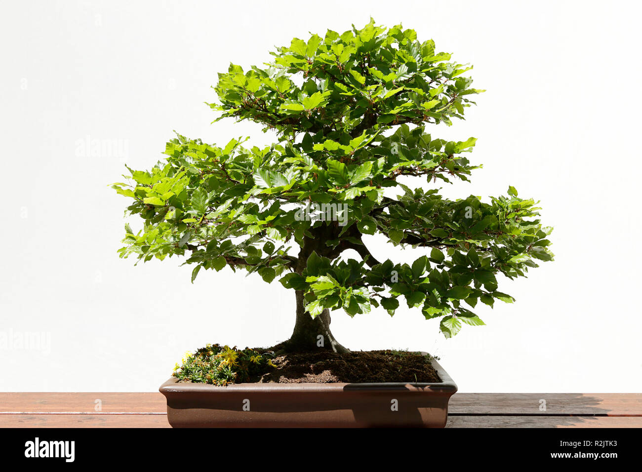 Chinese beech tree hi-res stock photography and images - Alamy