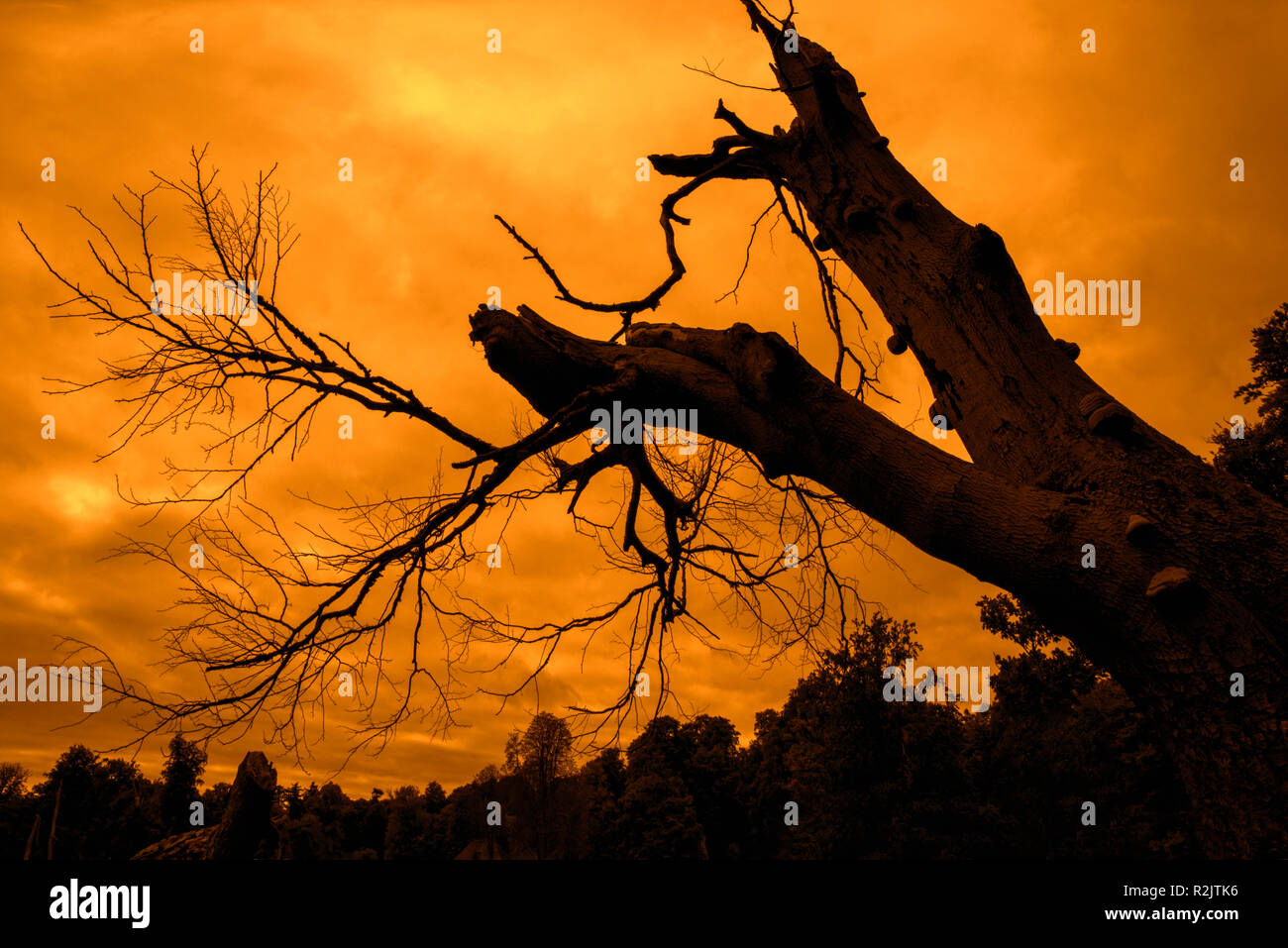 Creepy tree hi-res stock photography and images - Alamy