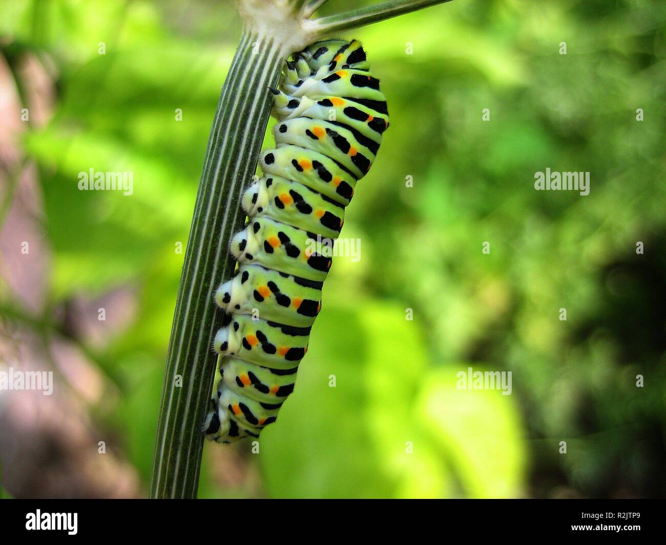 caterpillar of a swallowtail Stock Photo - Alamy