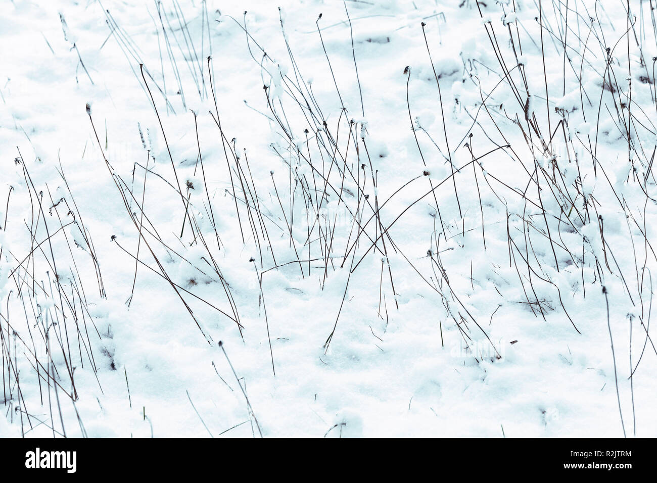 Snowy grass hi-res stock photography and images - Alamy