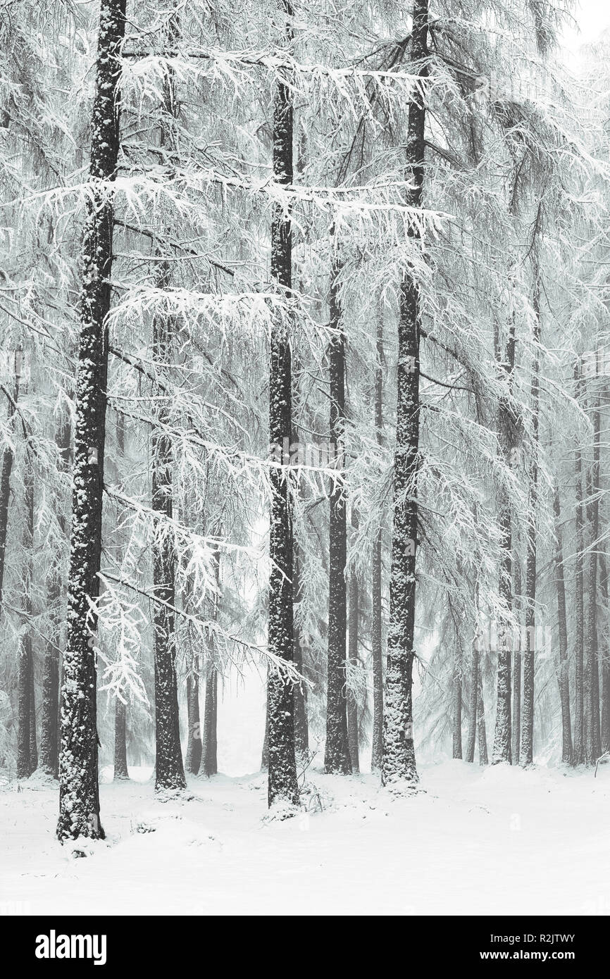 Snowfall in the larch forest hi-res stock photography and images - Alamy