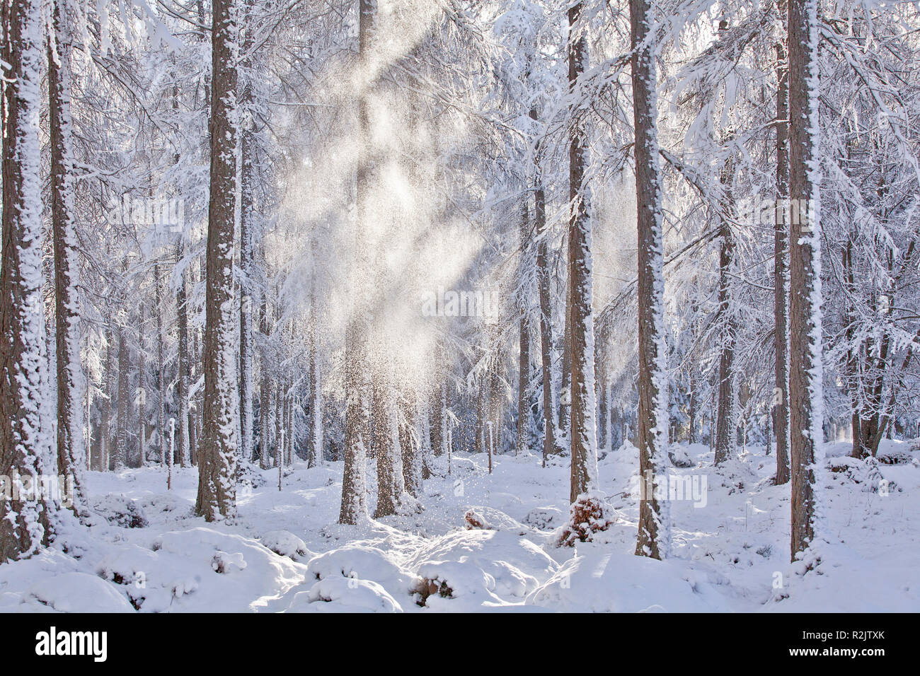 Snow fluttering in the larch forest Stock Photo - Alamy