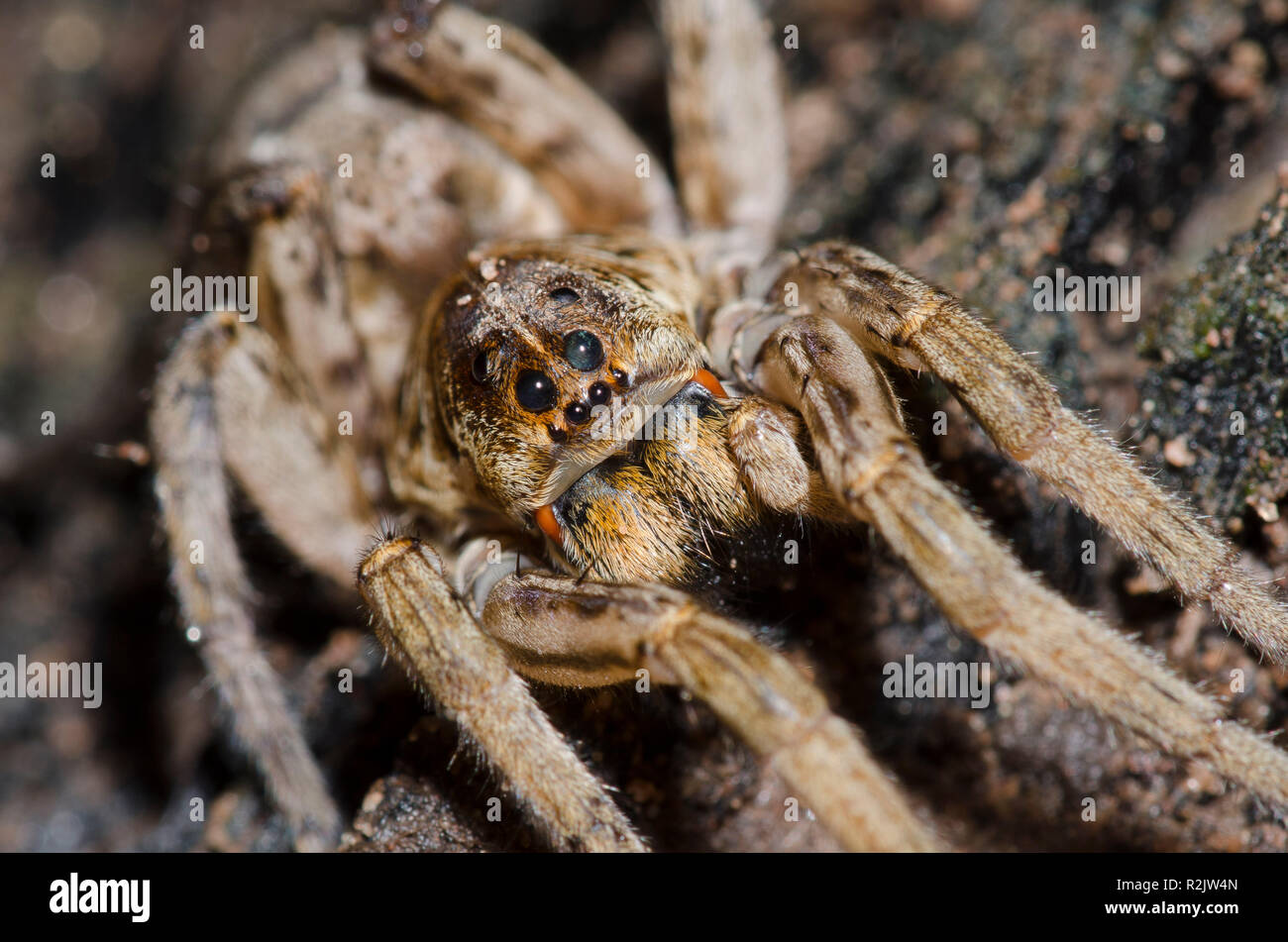 Forest wolf spider hogna hi-res stock photography and images - Alamy