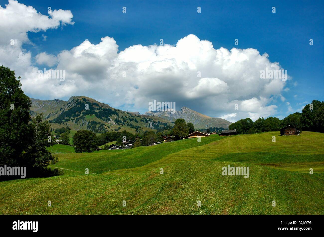 Gemshorn hi-res stock photography and images - Alamy