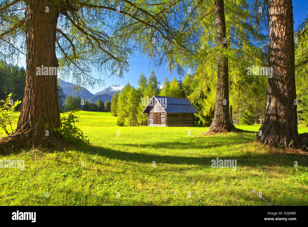 Austria, Tyrol, Mieming Plateau, Larch meadows Stock Photo - Alamy