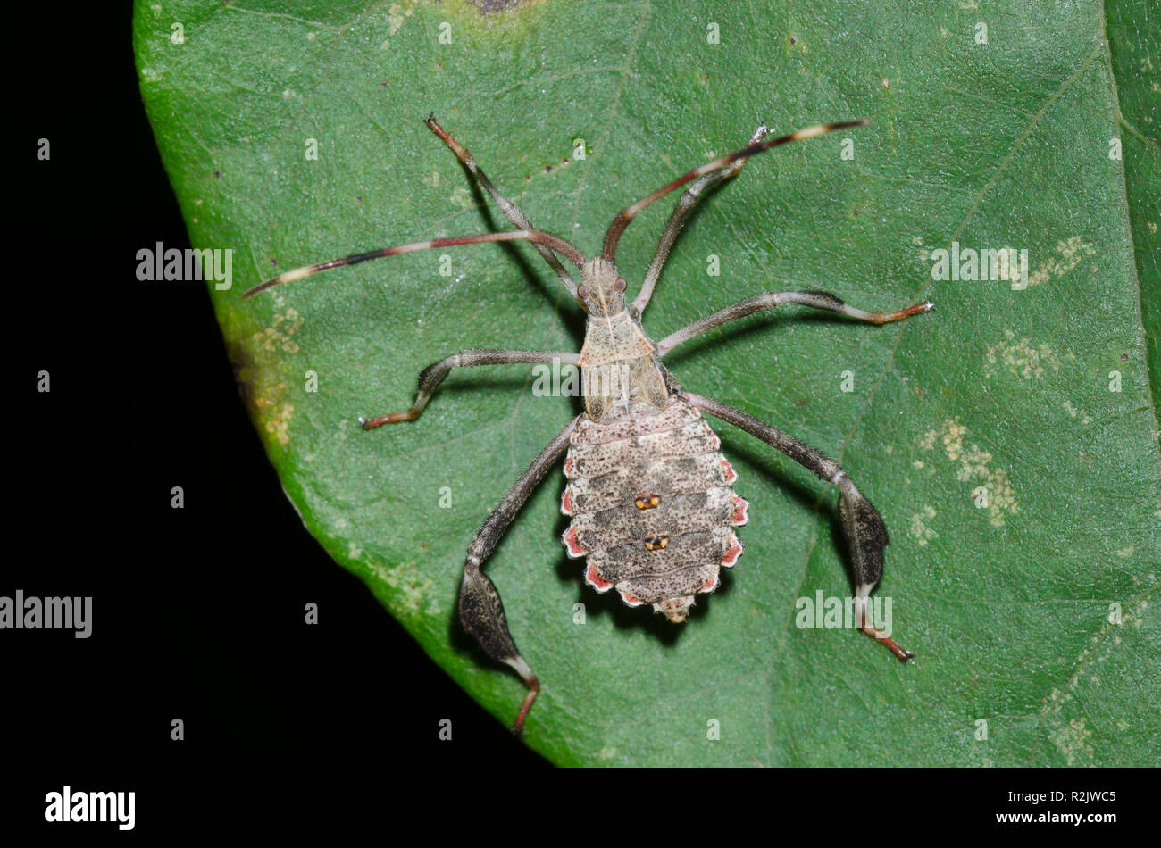 Leaf-footed Bug, Acanthocephala sp., nymph Stock Photo - Alamy