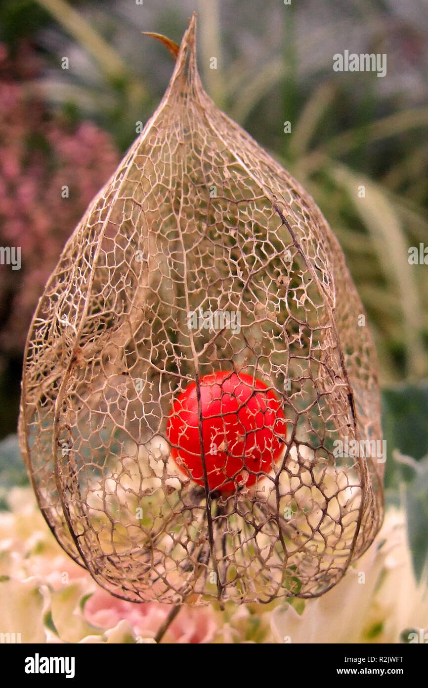 Lampionblume fruit hi-res stock photography and images - Alamy