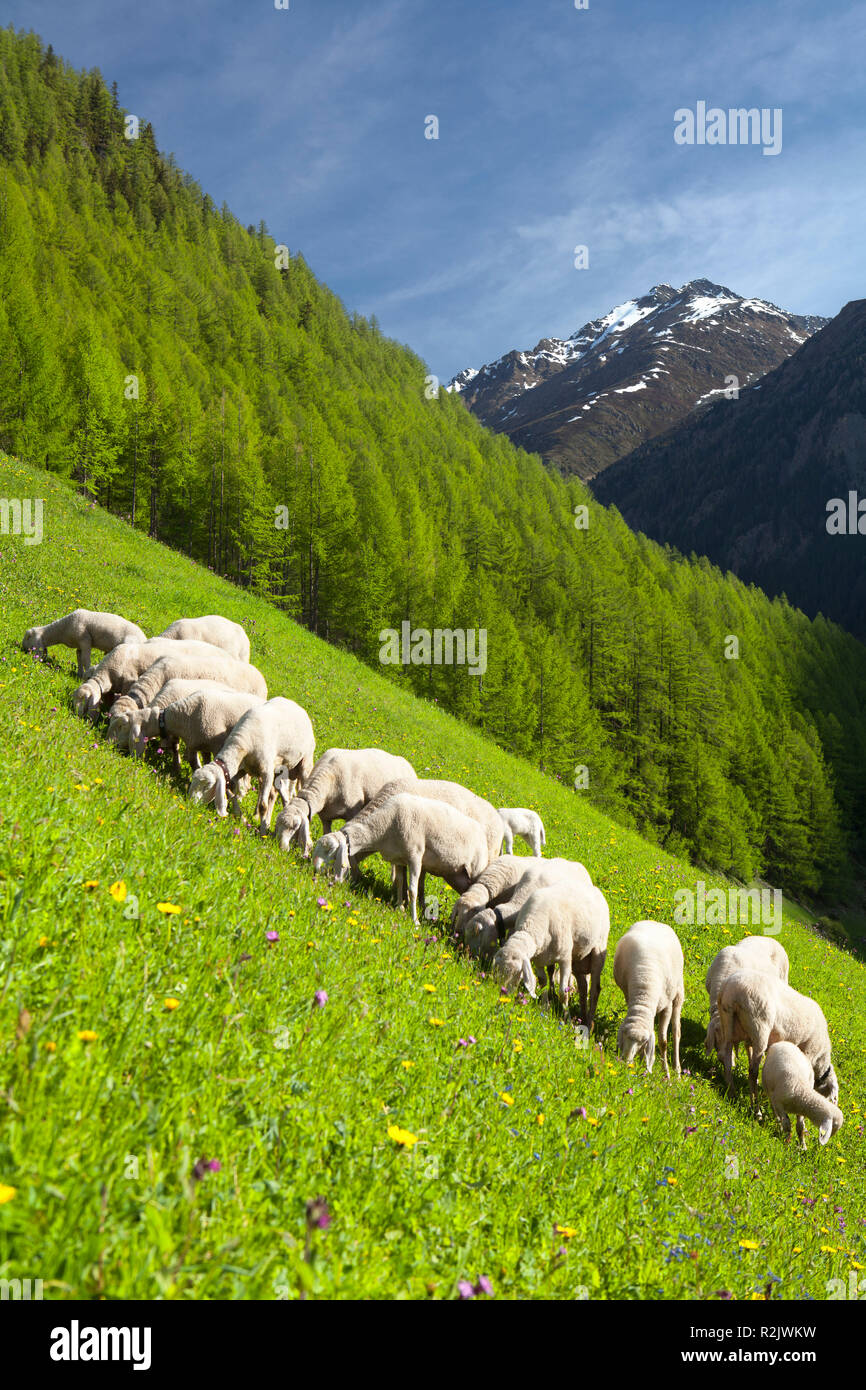 Austria sheep hi-res stock photography and images - Alamy
