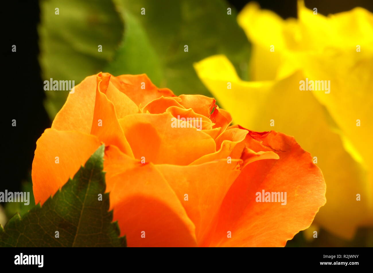 Yellow rose side view flower hi-res stock photography and images - Alamy