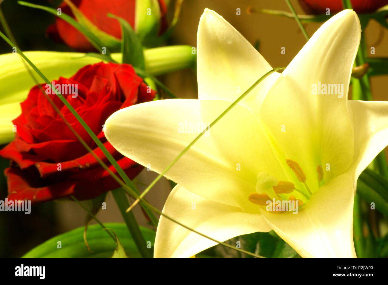 lily and red rose Stock Photo - Alamy