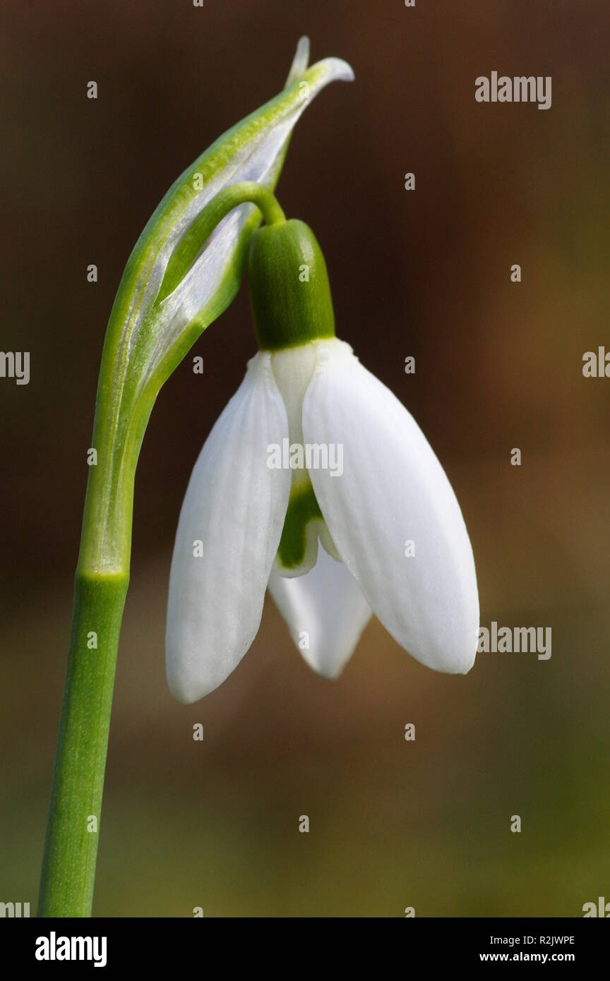 Fra hbla her hi-res stock photography and images - Alamy