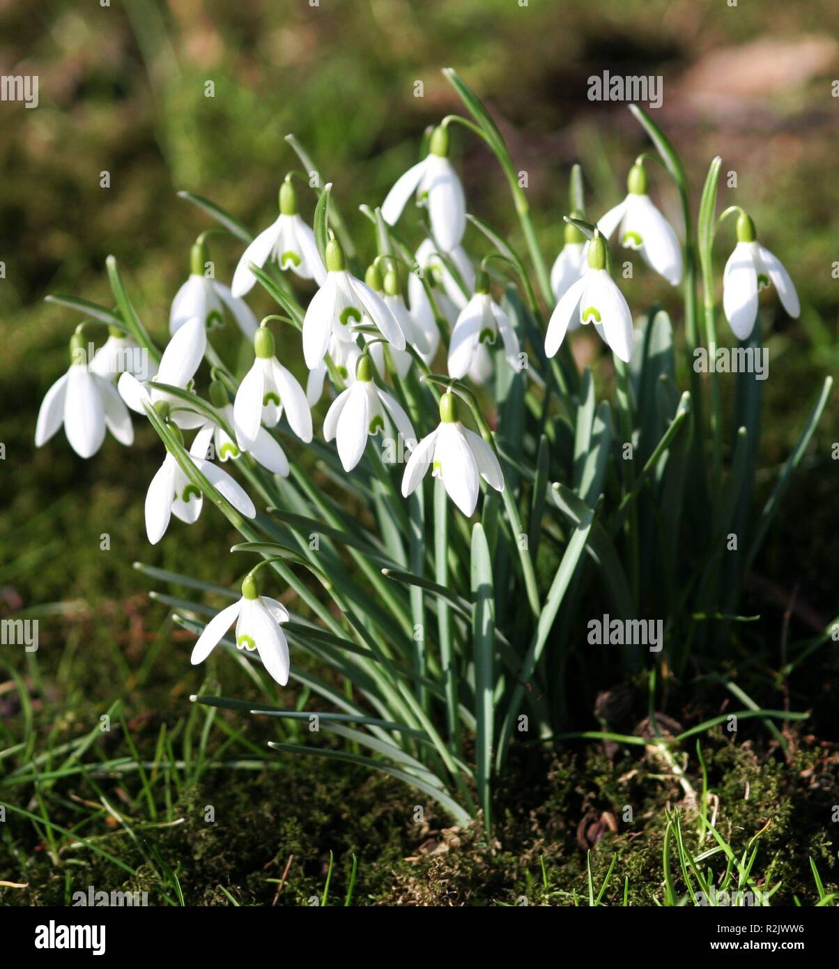 a small spring greetings Stock Photo - Alamy