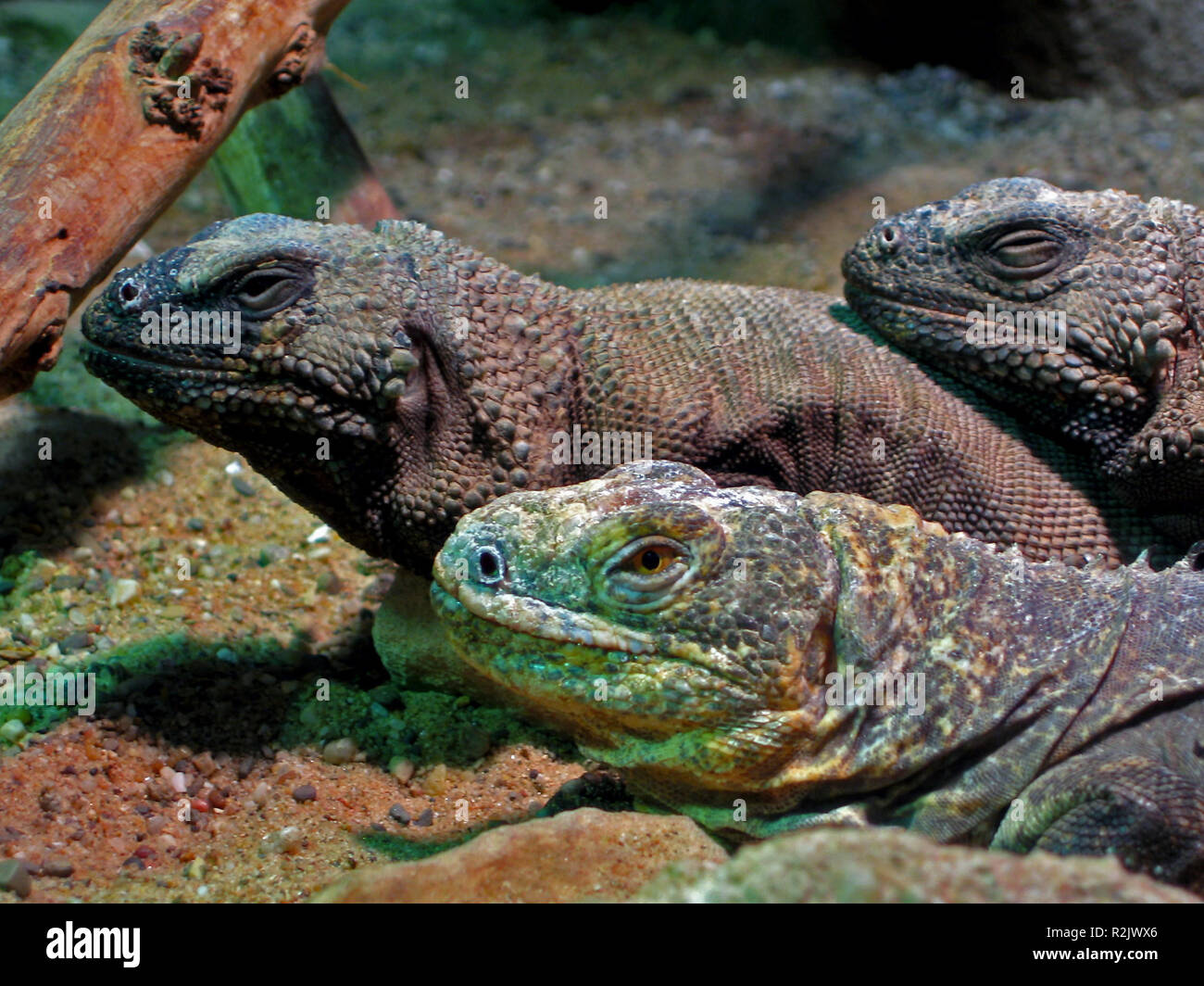 Three lizards hi-res stock photography and images - Alamy