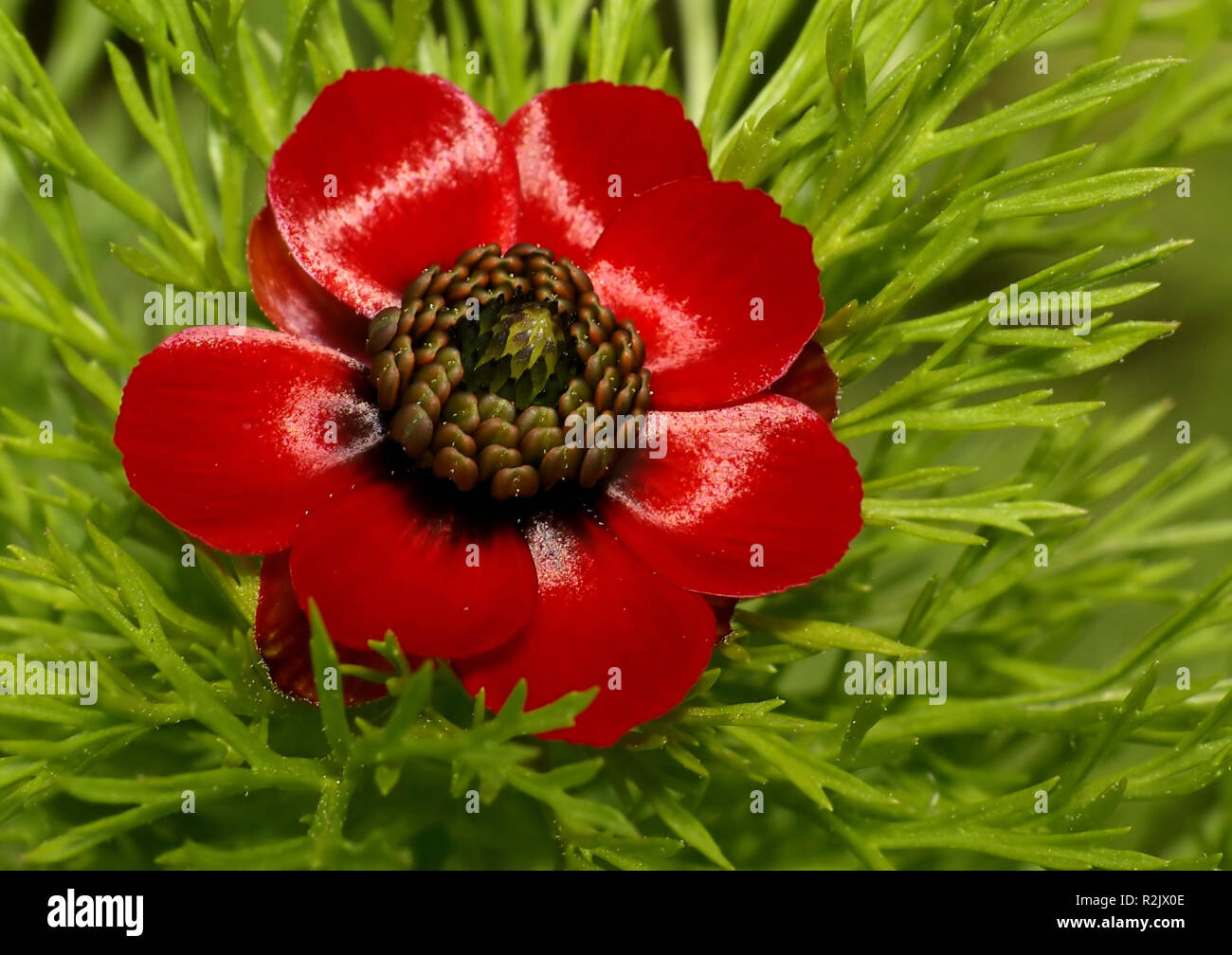 Adonis body hi-res stock photography and images - Alamy