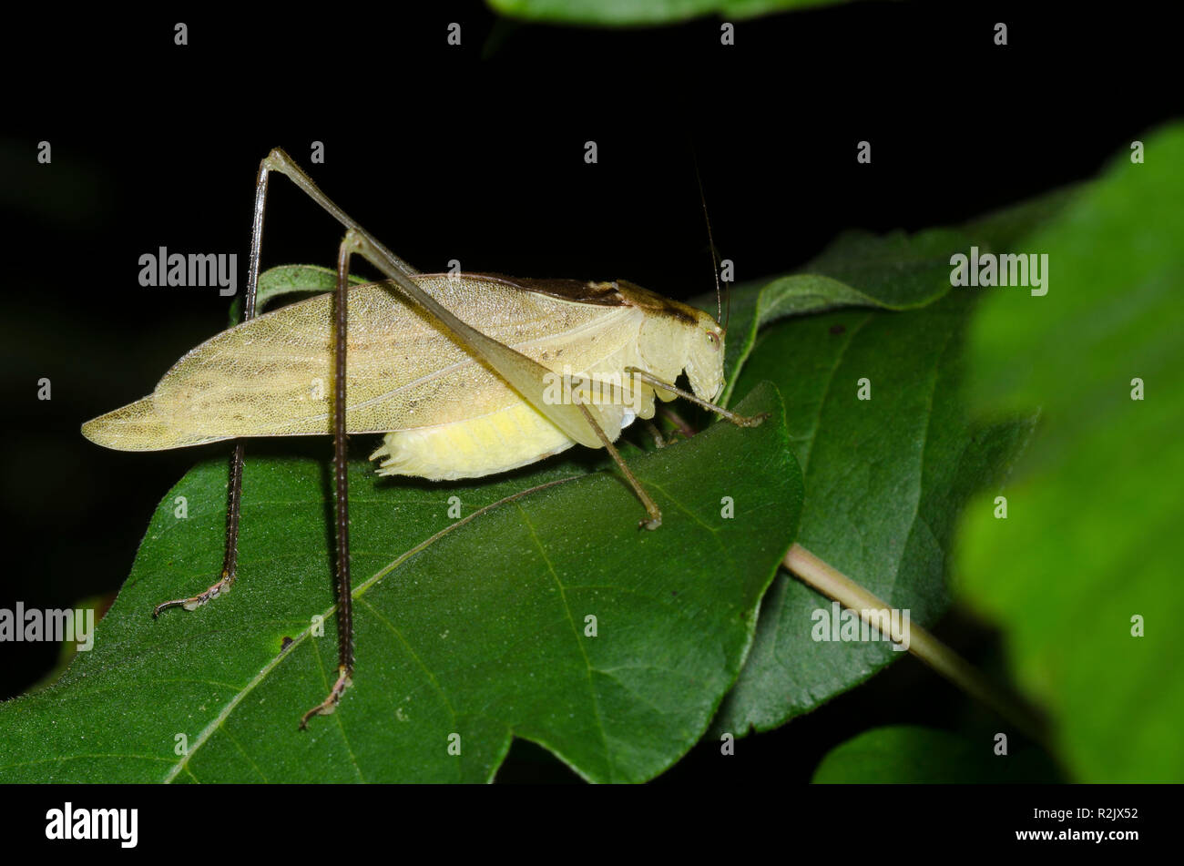 Round headed hi-res stock photography and images - Alamy