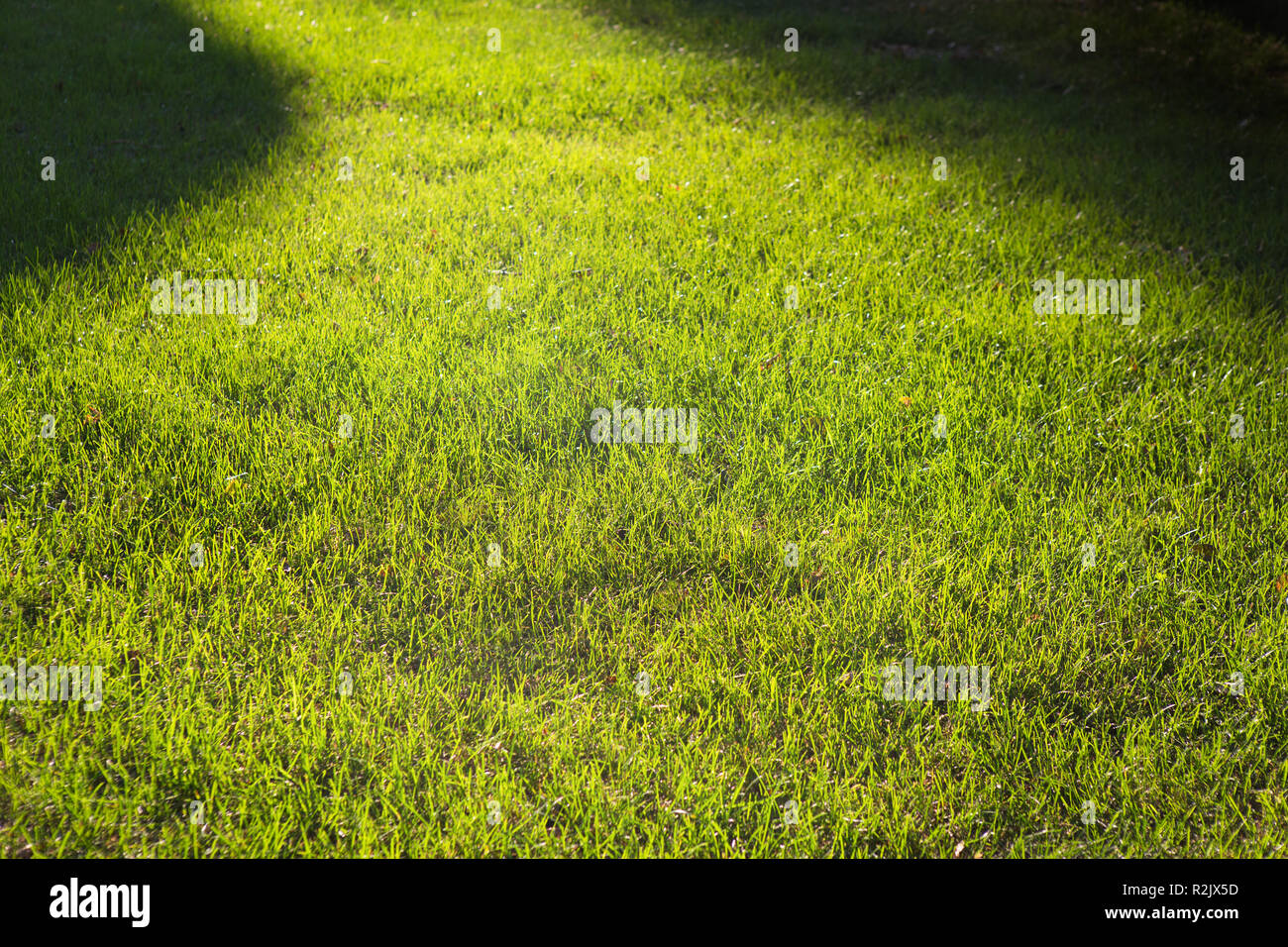 green lawn,backyard for background,Grass texture Stock Photo - Alamy