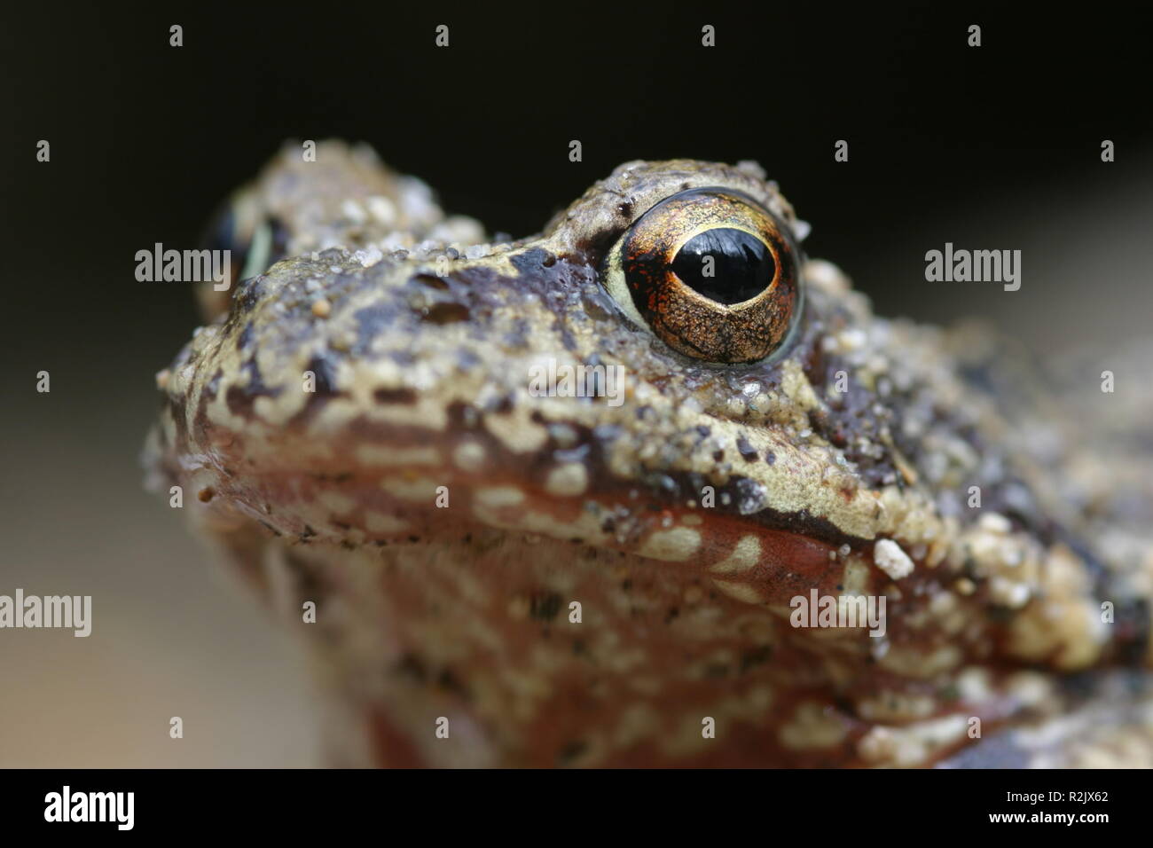 Froschauge hi-res stock photography and images - Alamy