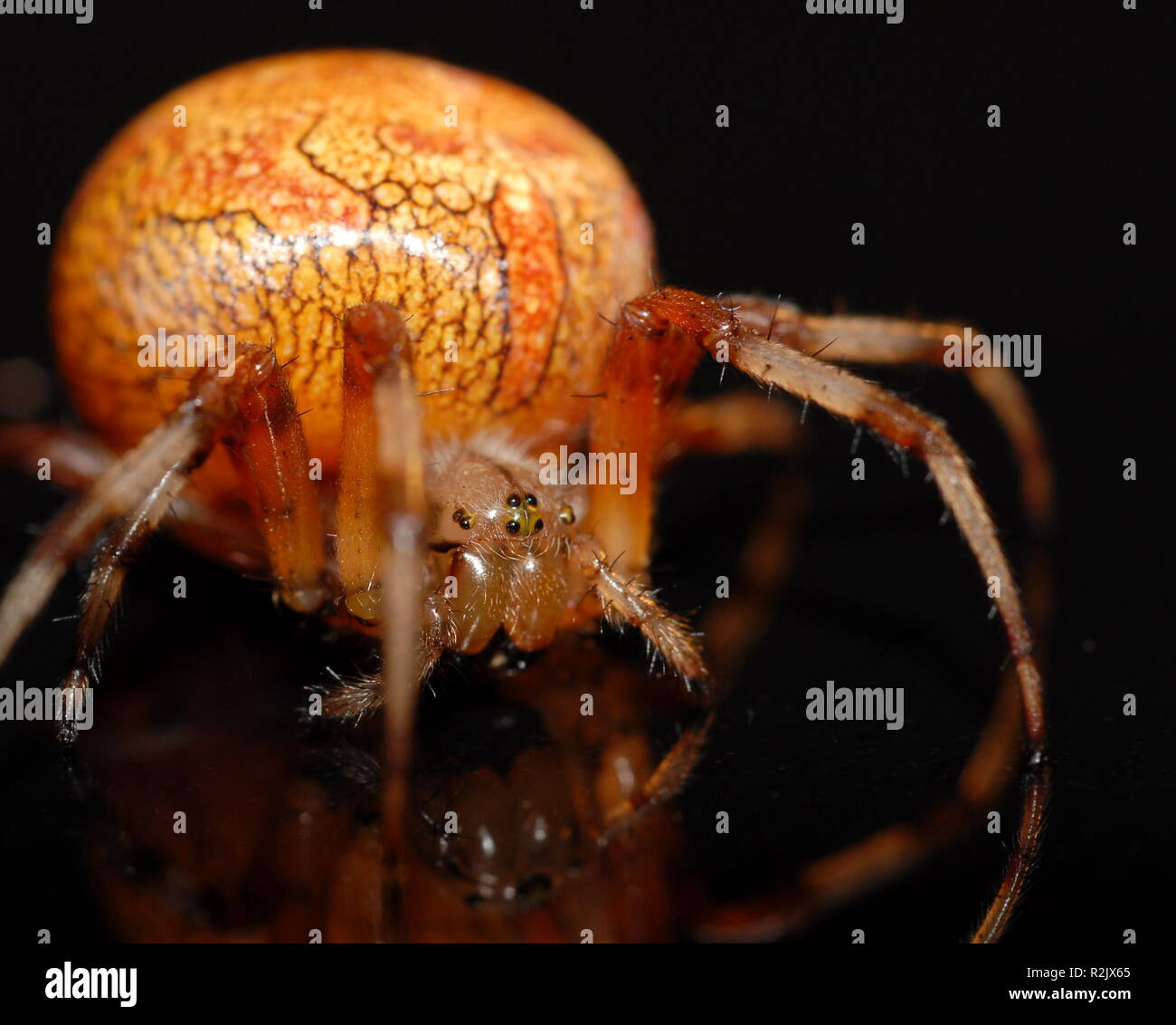 boris the spider Stock Photo - Alamy