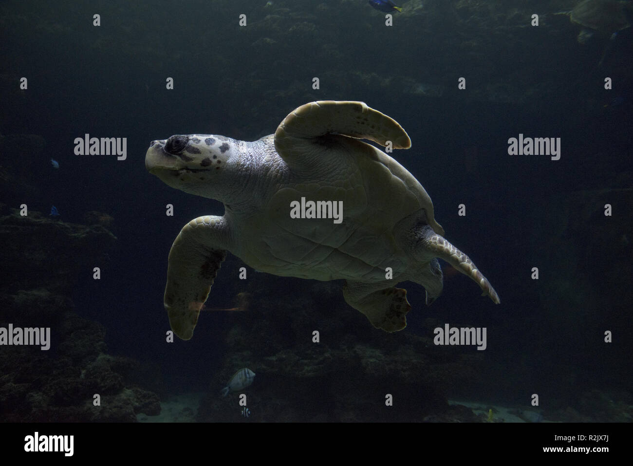 Loggerhead sea turtle swimming in the public aquarium Ozeaneum in ...