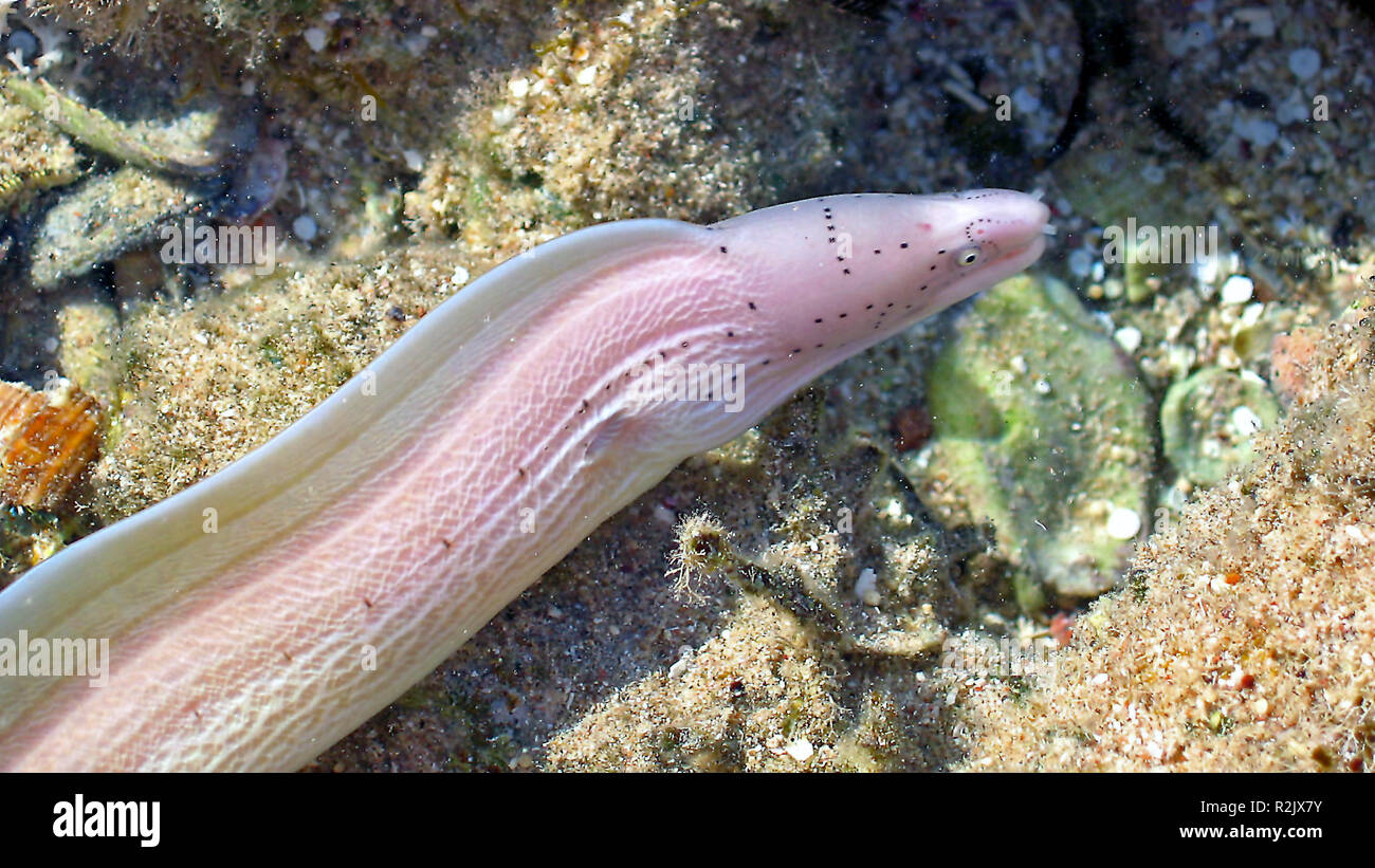 Geometric Moray High Resolution Stock Photography and Images - Alamy
