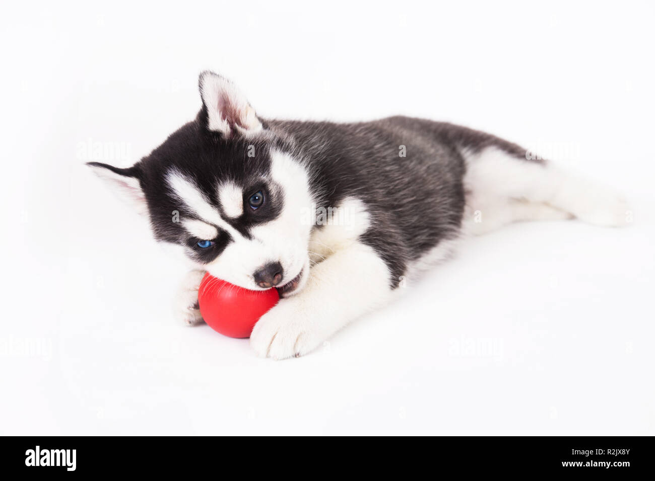 Siberian husky playing with a ball, in the studio on a white background ...