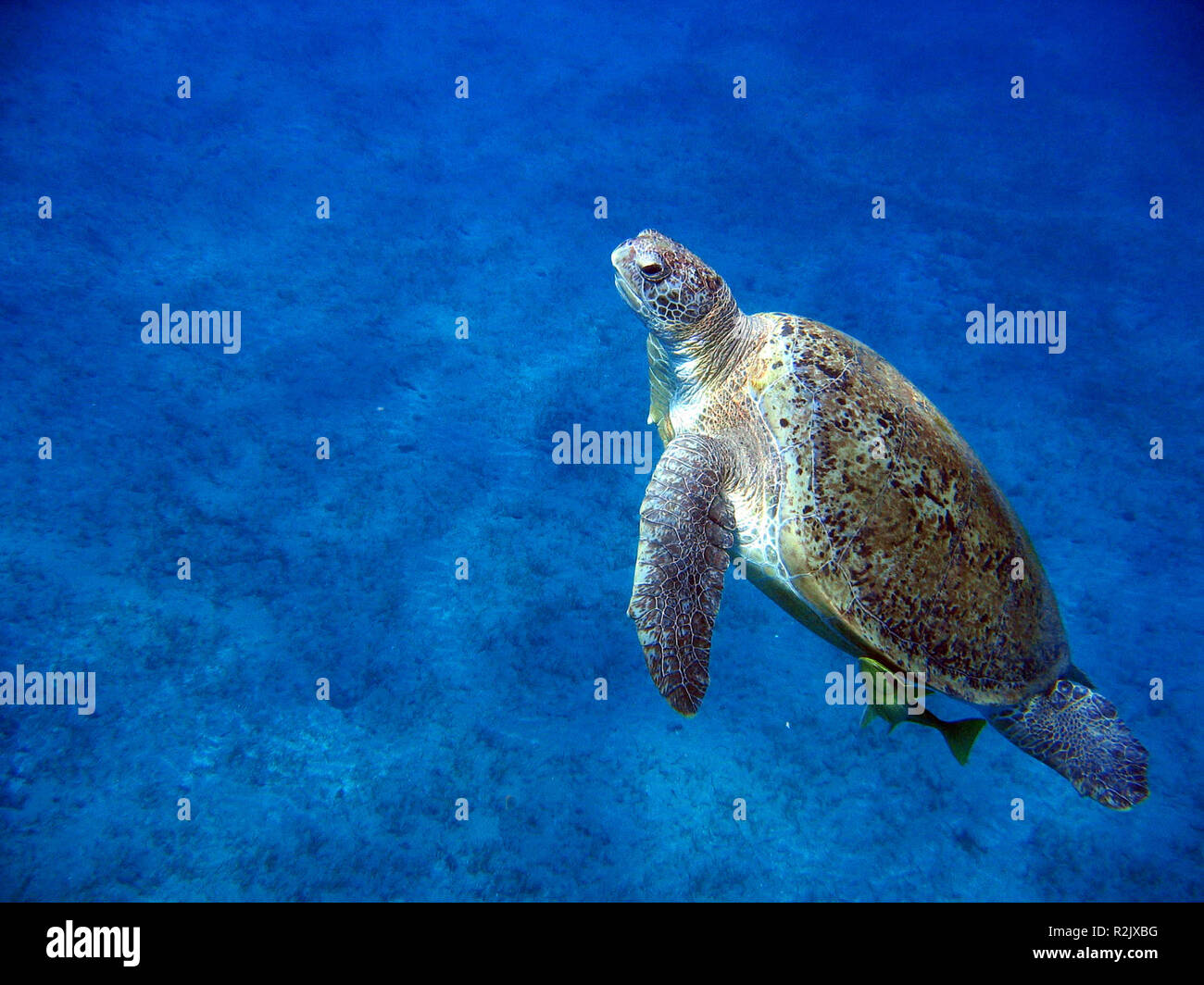 green sea turtle Stock Photo - Alamy