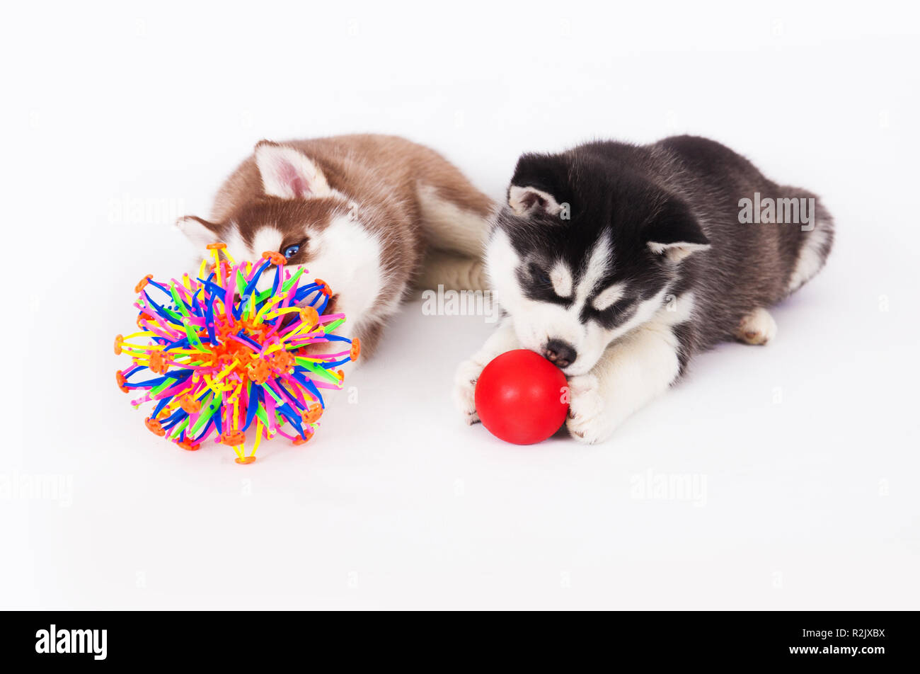 Two Siberian Husky puppy playing with a balls, in the studio on a white ...