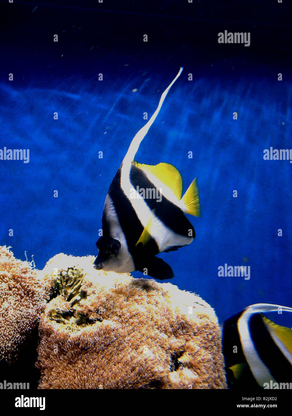 Wimpelfisch hi-res stock photography and images - Alamy