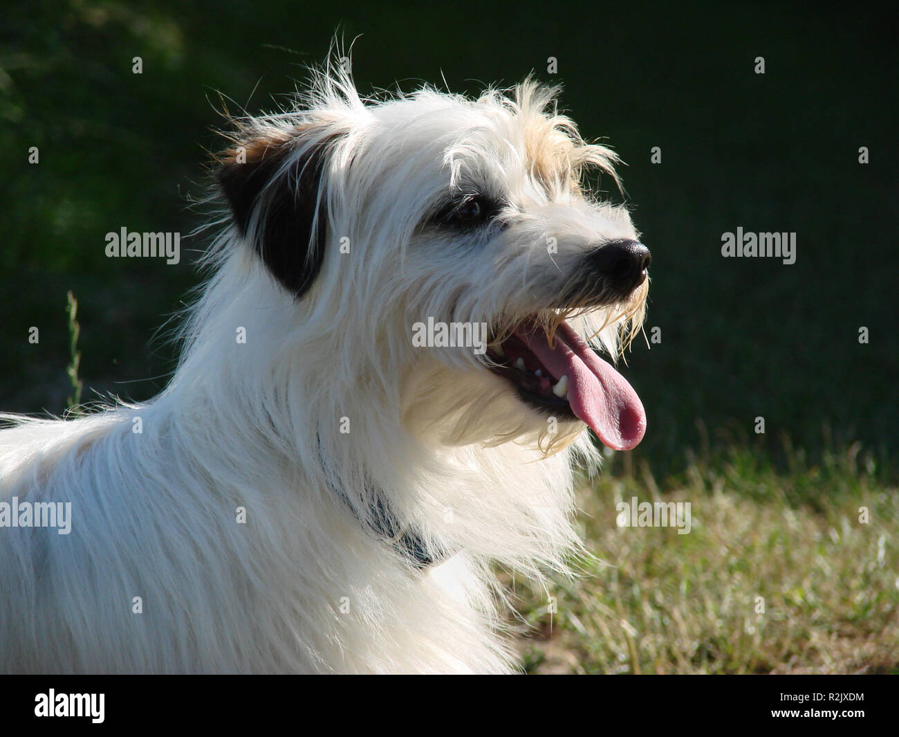 Bobby bright portrait hi-res stock photography and images - Alamy
